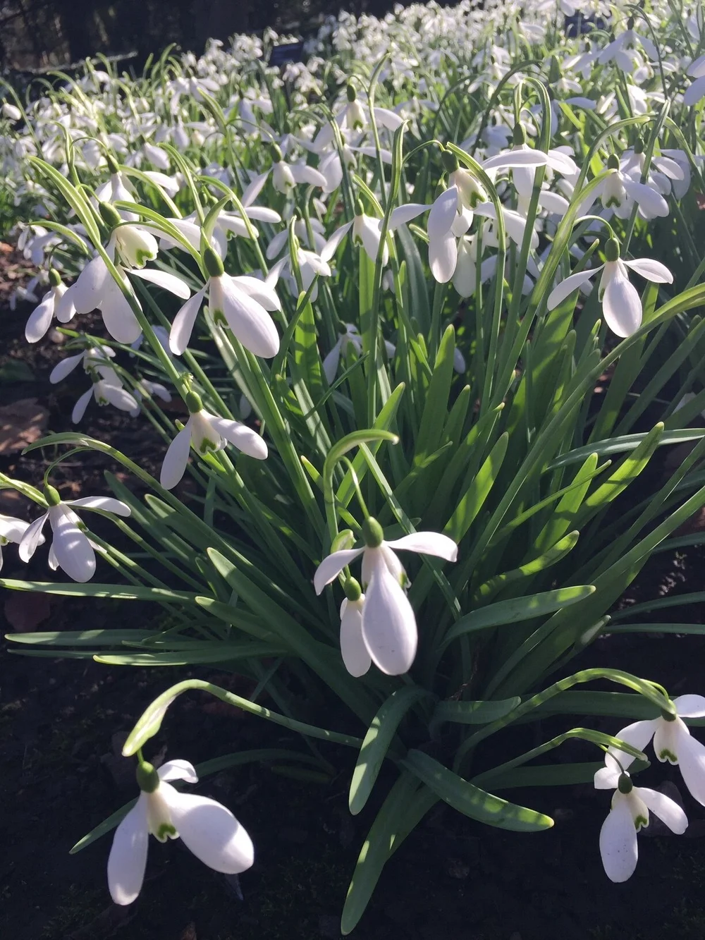 Top 10 of the best garden snowdrops — Goldsborough Hall