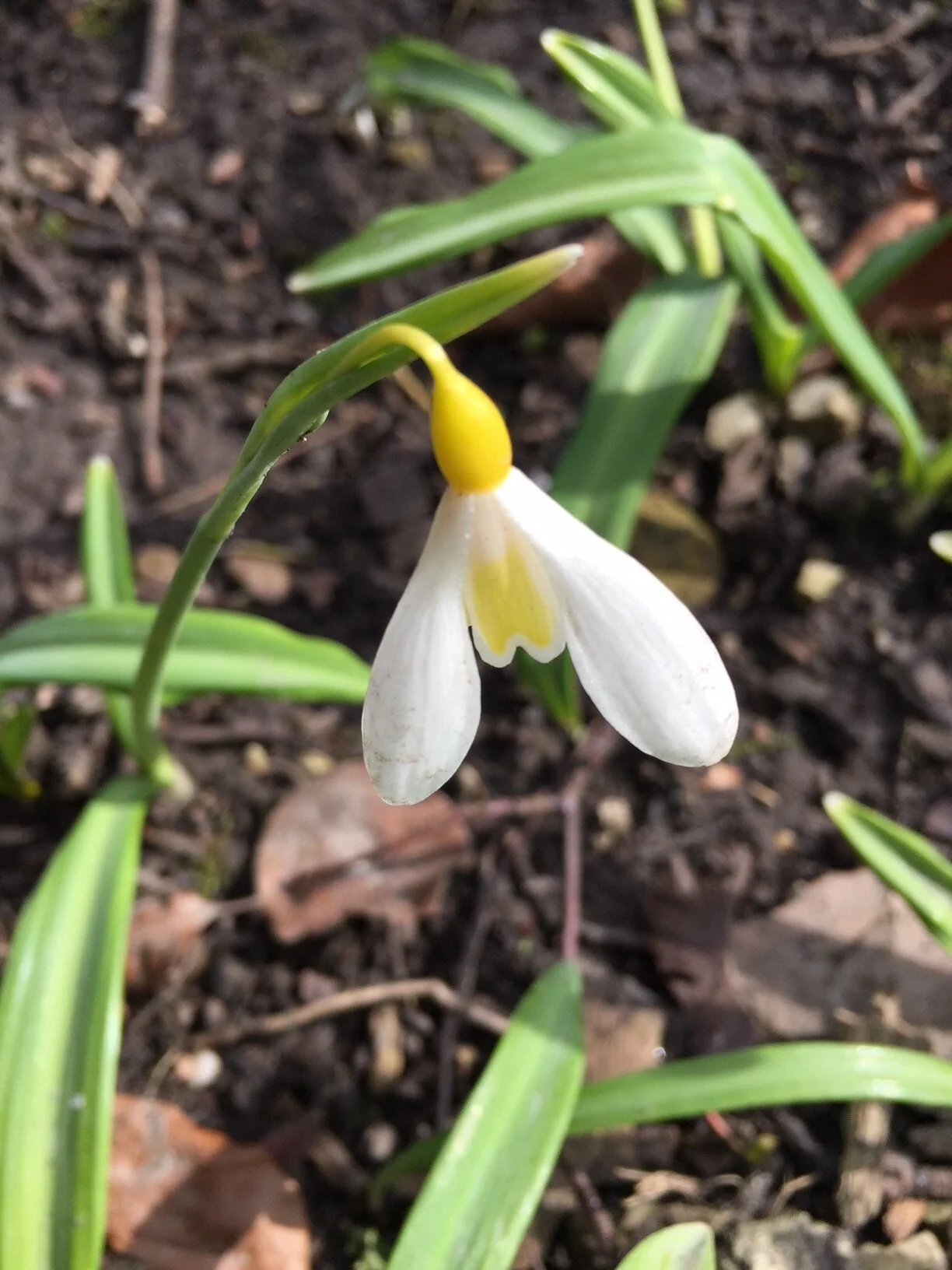 Top 10 of the best garden snowdrops — Goldsborough Hall