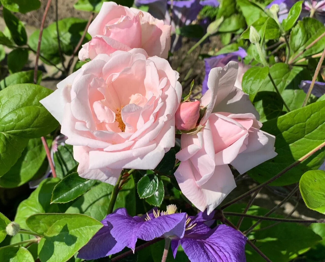 Celebrating the rose, Queen of flowers — Goldsborough Hall