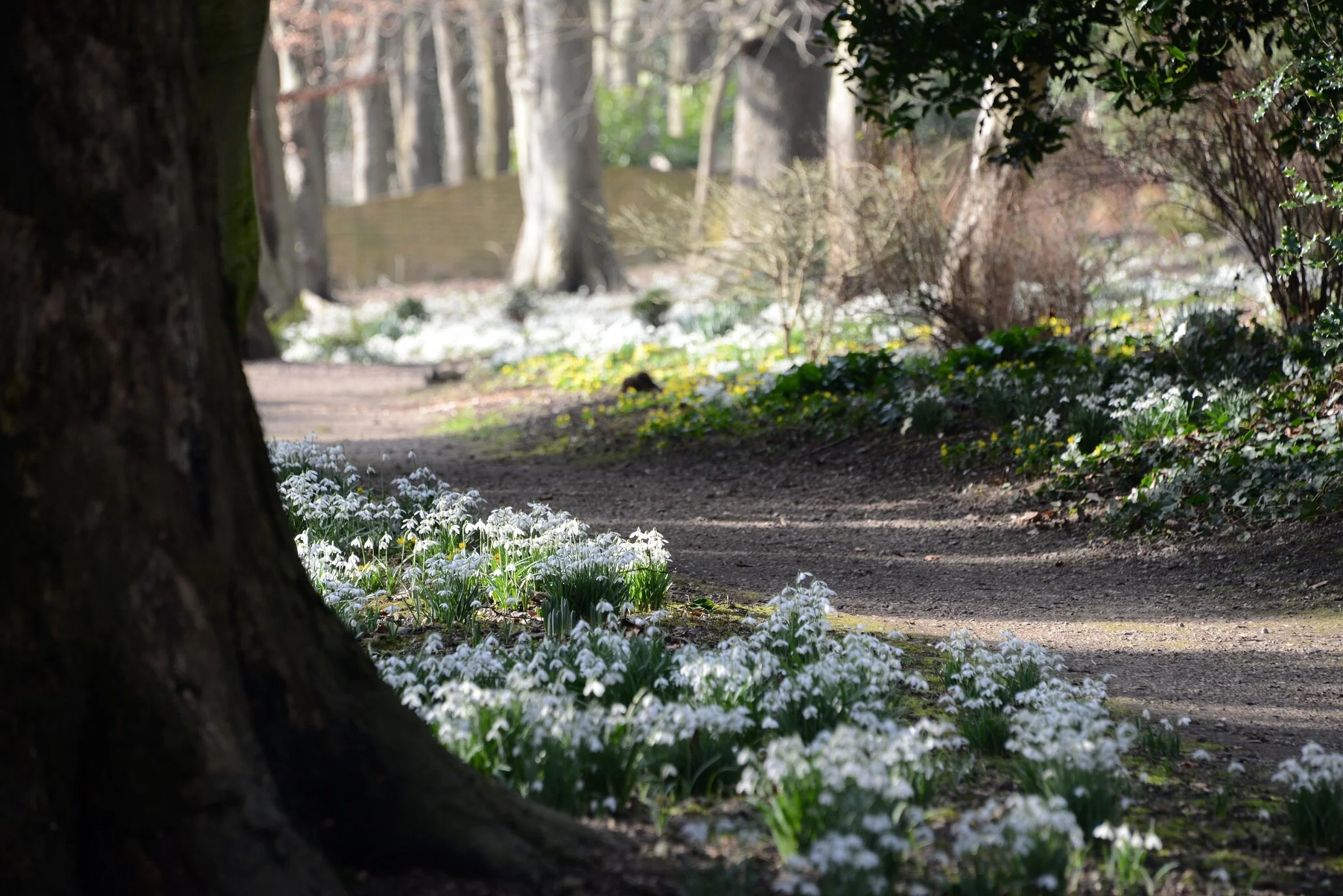 Snowdrop Sunday — Goldsborough Hall