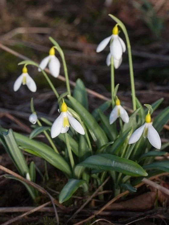 One of the top places to see snowdrops in North Yorkshire ...