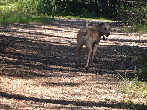 Shelter Dog Behavioral Assessments — The Dog Rehoming Project