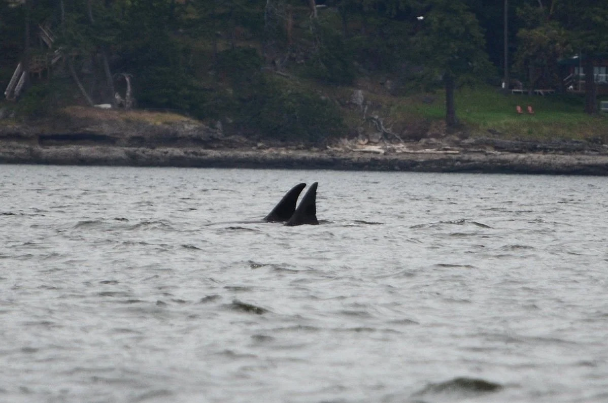 T046 Wake & The Budd Inlet Six- Whale Feature — Cetus