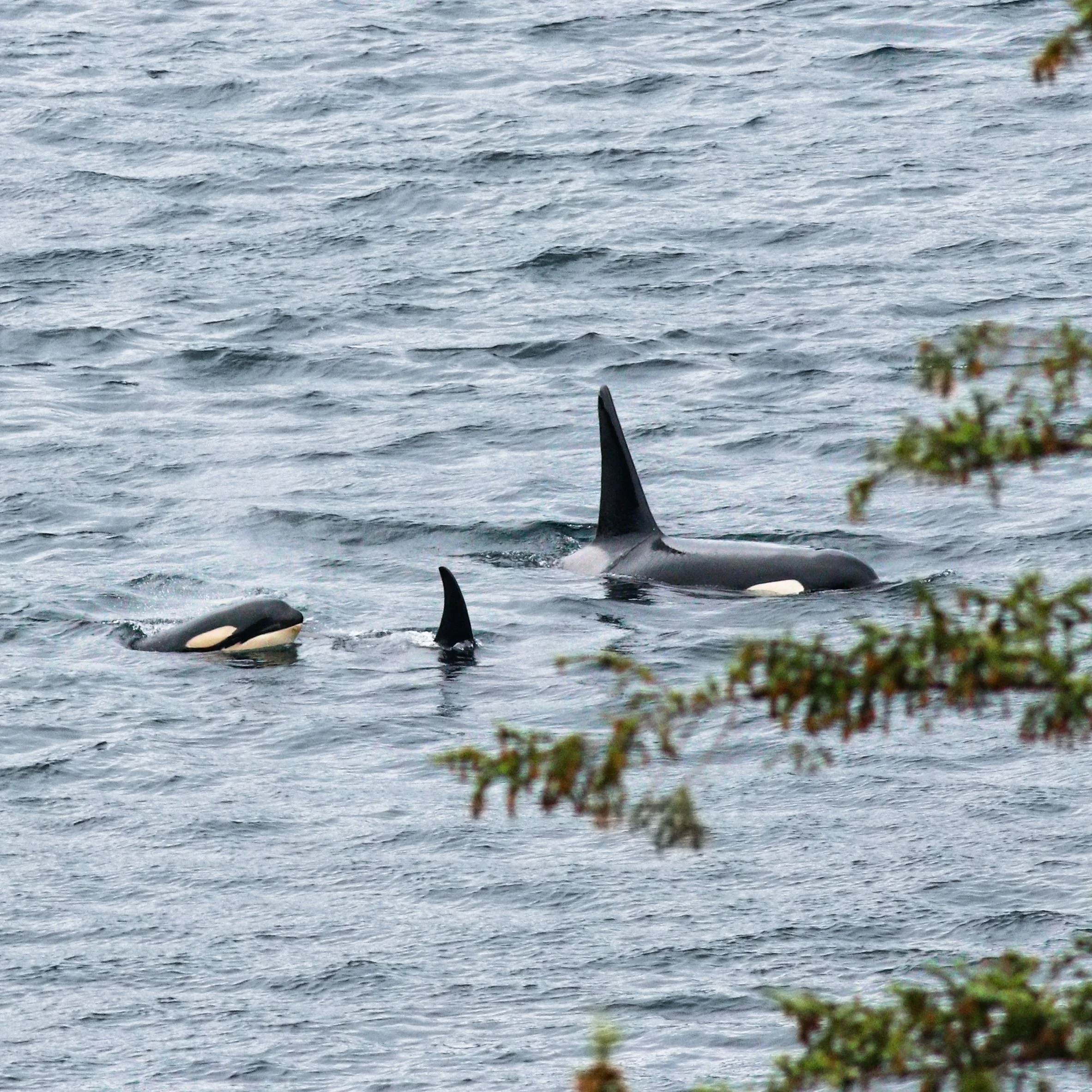 Cetus Research & Conservation Society