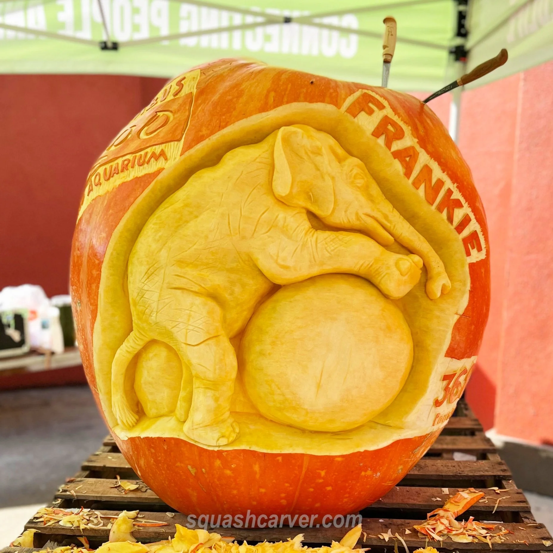 Elephant Pumpkin Carving