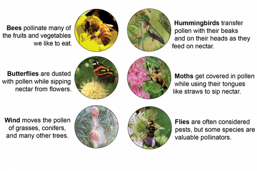 Pollinators of the Palouse — Rock Lake Conservation District