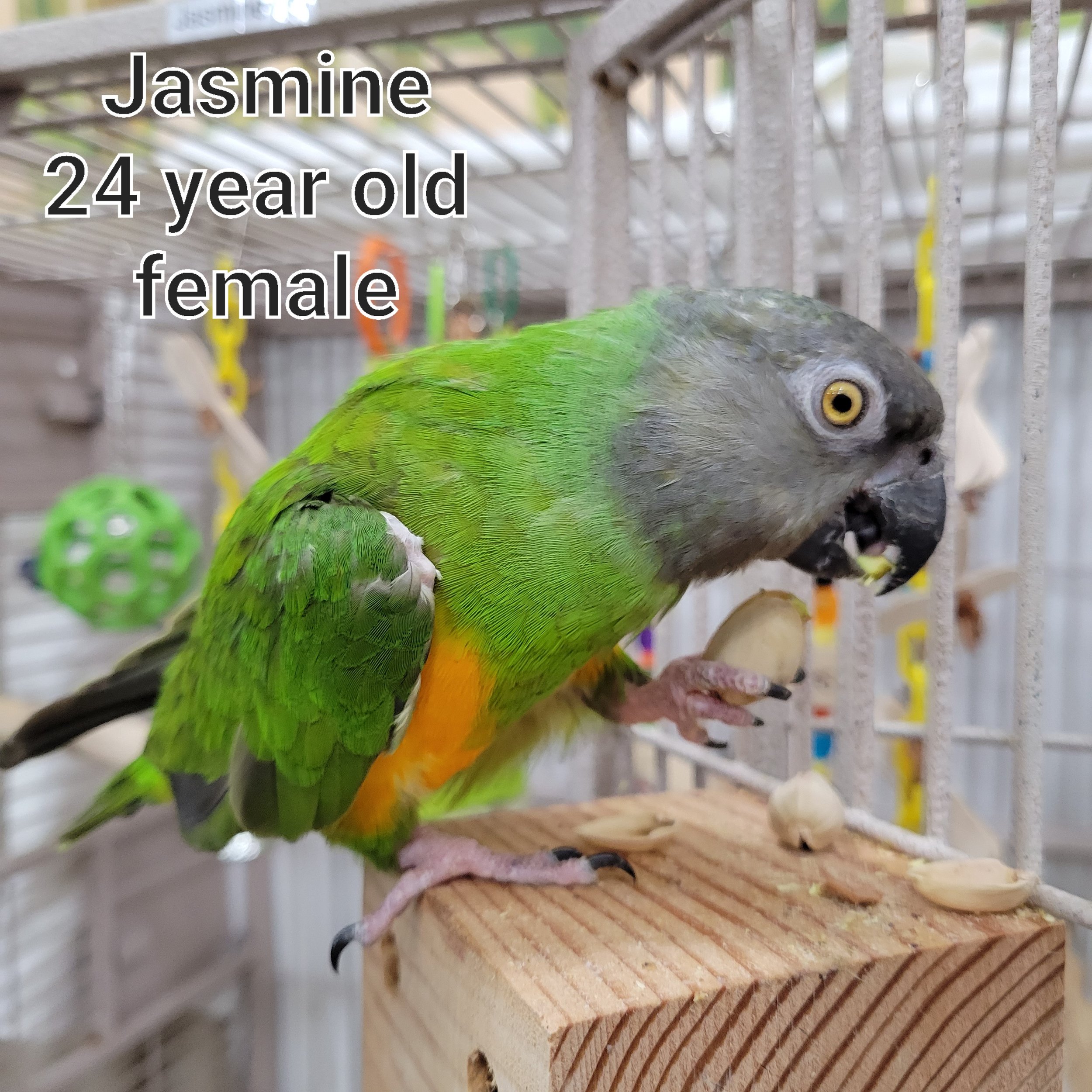Available Birds — Gingers Parrot Rescue