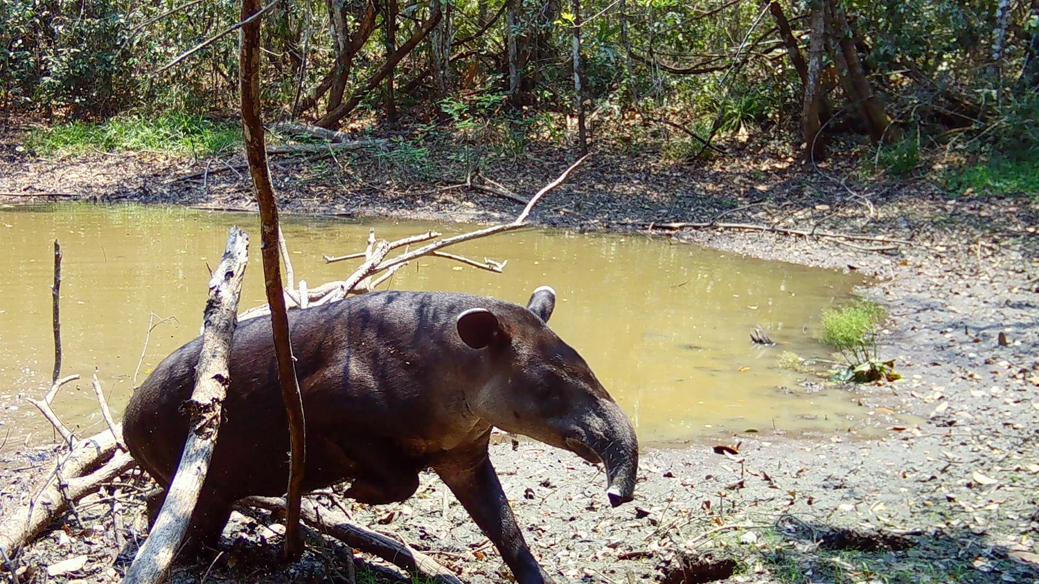 San Bartolo-Xultun (SBX)