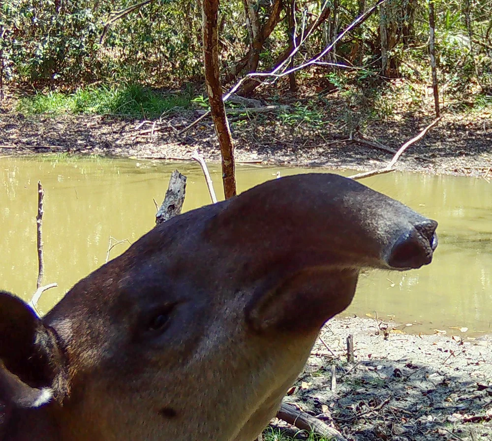 San Bartolo-Xultun (SBX)
