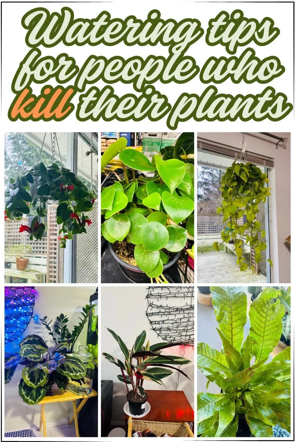 ADHD-friendly Houseplant Survival Guide: 45 Tips for Keeping Your ...