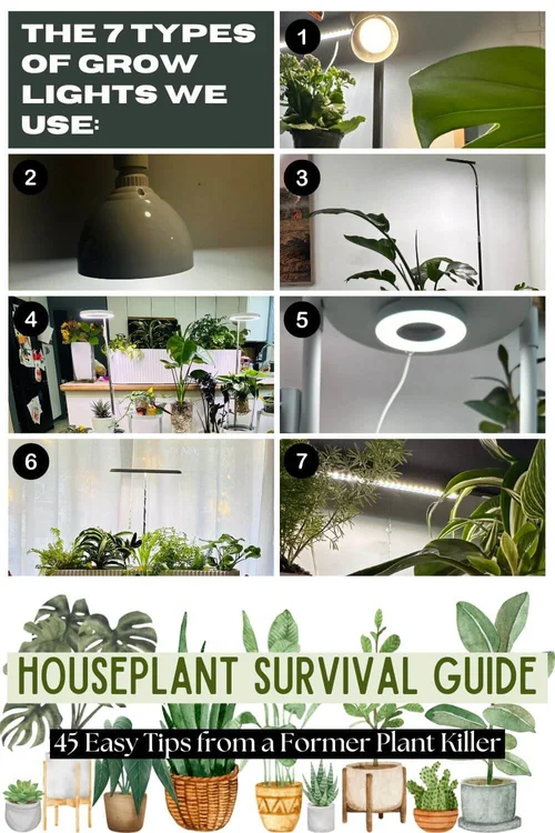 Houseplant Survival Guide: 45 Tips for Keeping Your Plants Alive (For ...