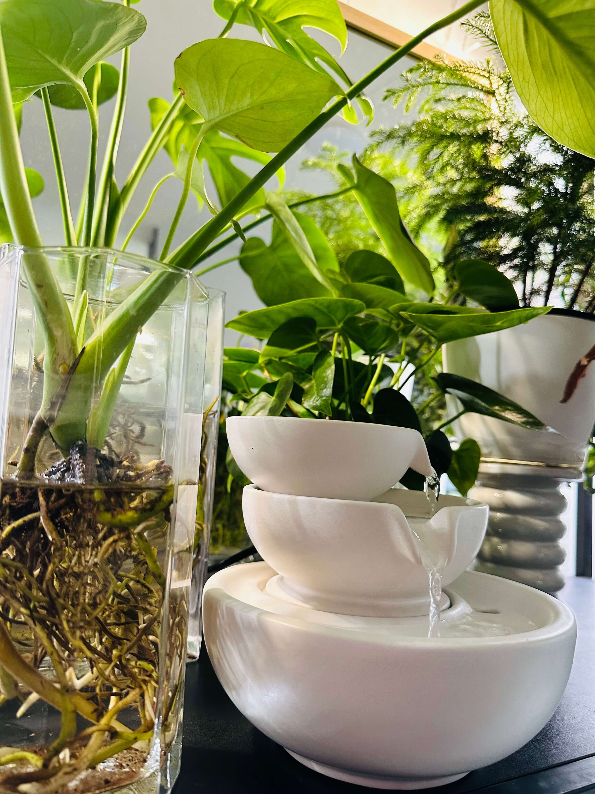 ADHD-friendly Houseplant Survival Guide: 45 Tips for Keeping Your ...
