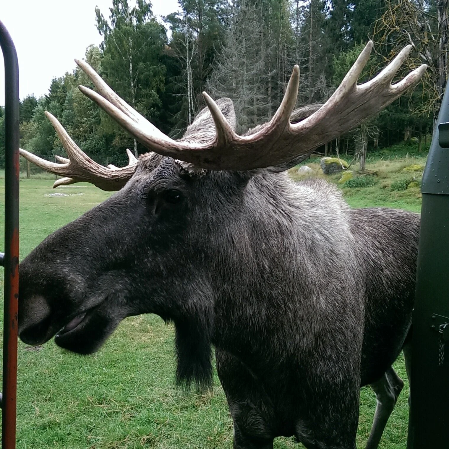 Moose — Virum Älgpark