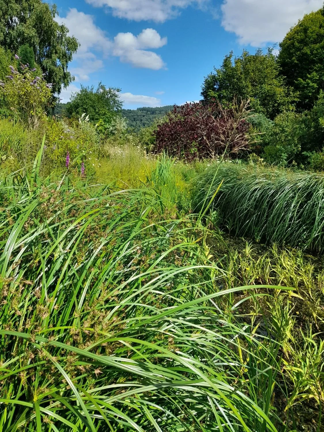 Rosemary Tree - Landscape Designer - Blog - Rewilding Our Gardens