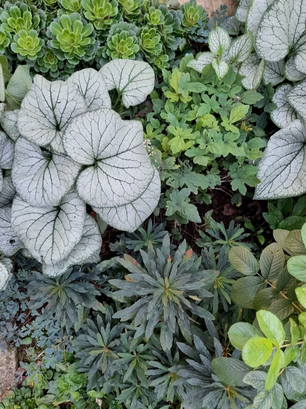 Ground Cover Plants Texture