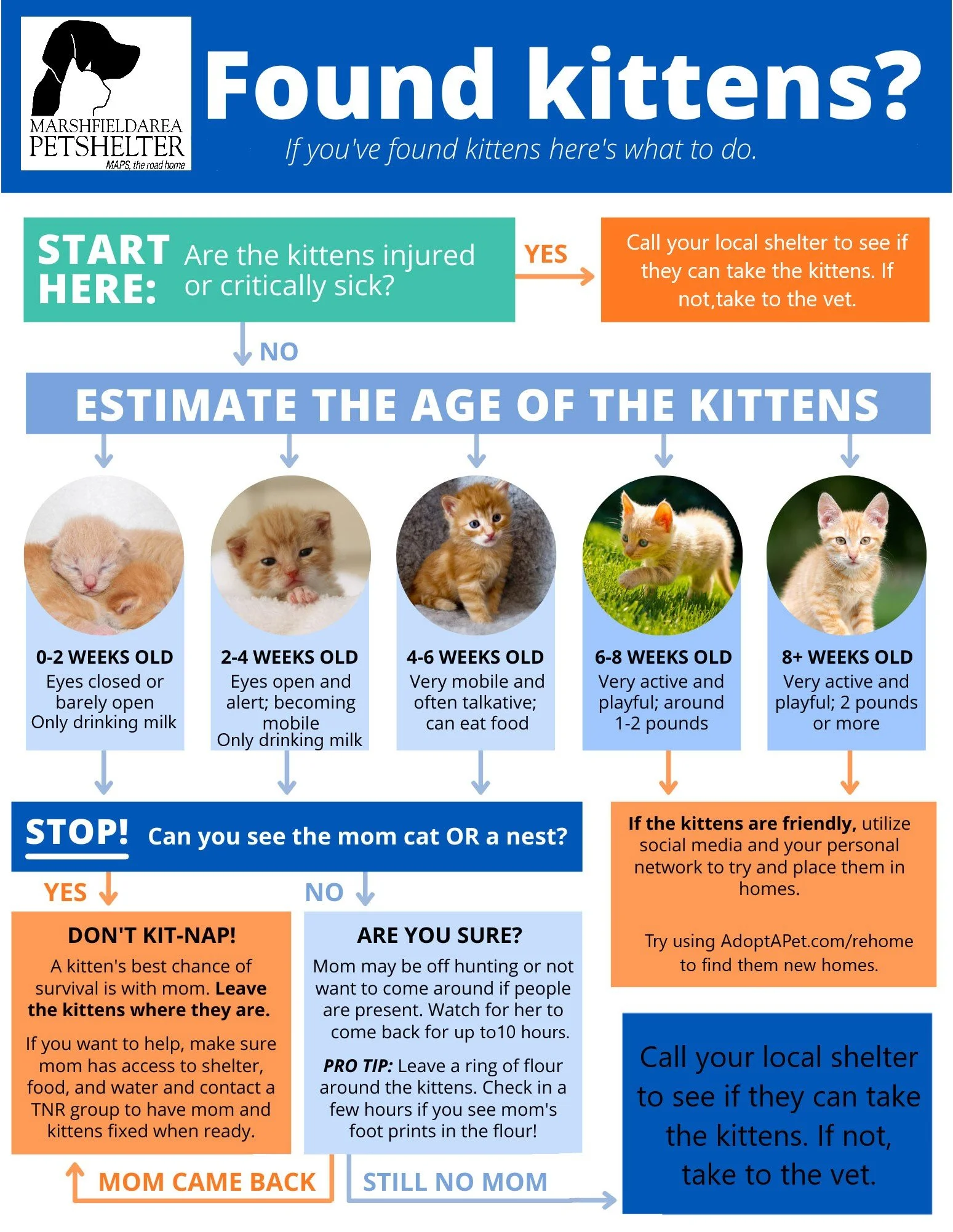 Newborn kitten care — Marshfield Area Pet Shelter