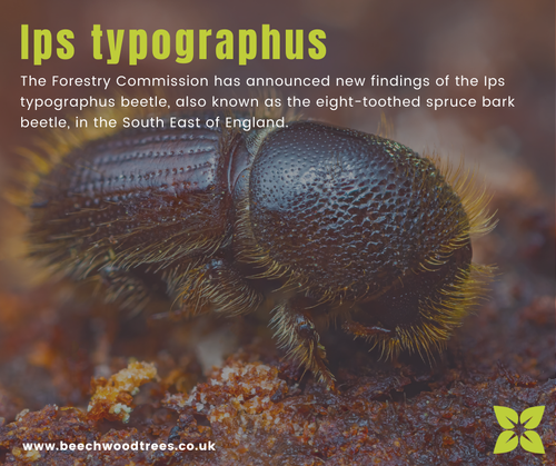 Ips typographus Beetle Warning — Beechwood Trees & Landscapes