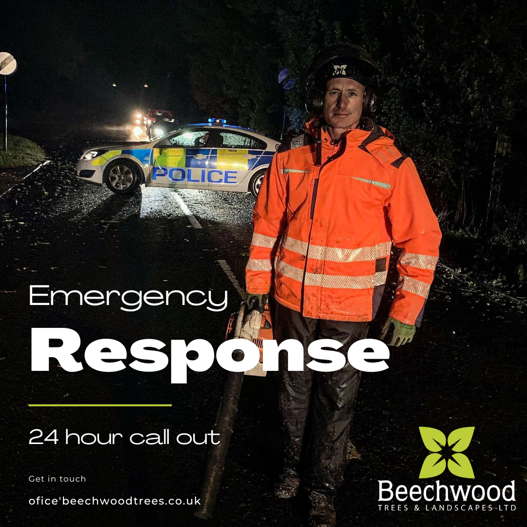 Emergency Tree Services: What to Do When a Tree is a Hazard — Beechwood ...