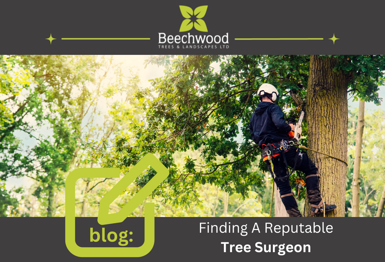 Finding A Reputable Tree Surgeon — Beechwood Trees & Landscapes