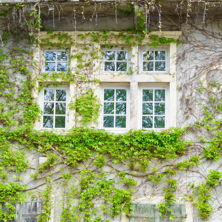 Ivy Removal from Buildings: Complete Guide to Safe and Effective ...