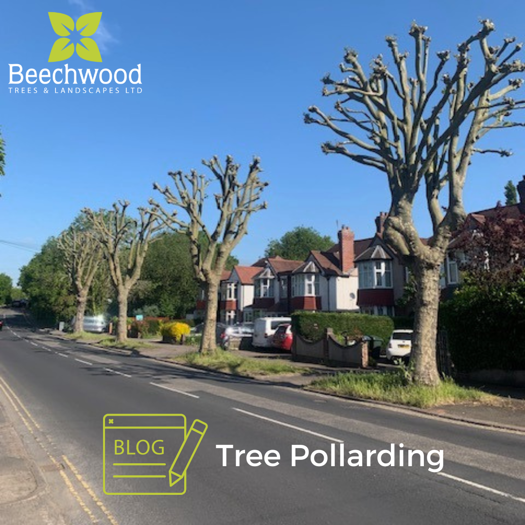 What is tree pollarding? — Beechwood Trees & Landscapes