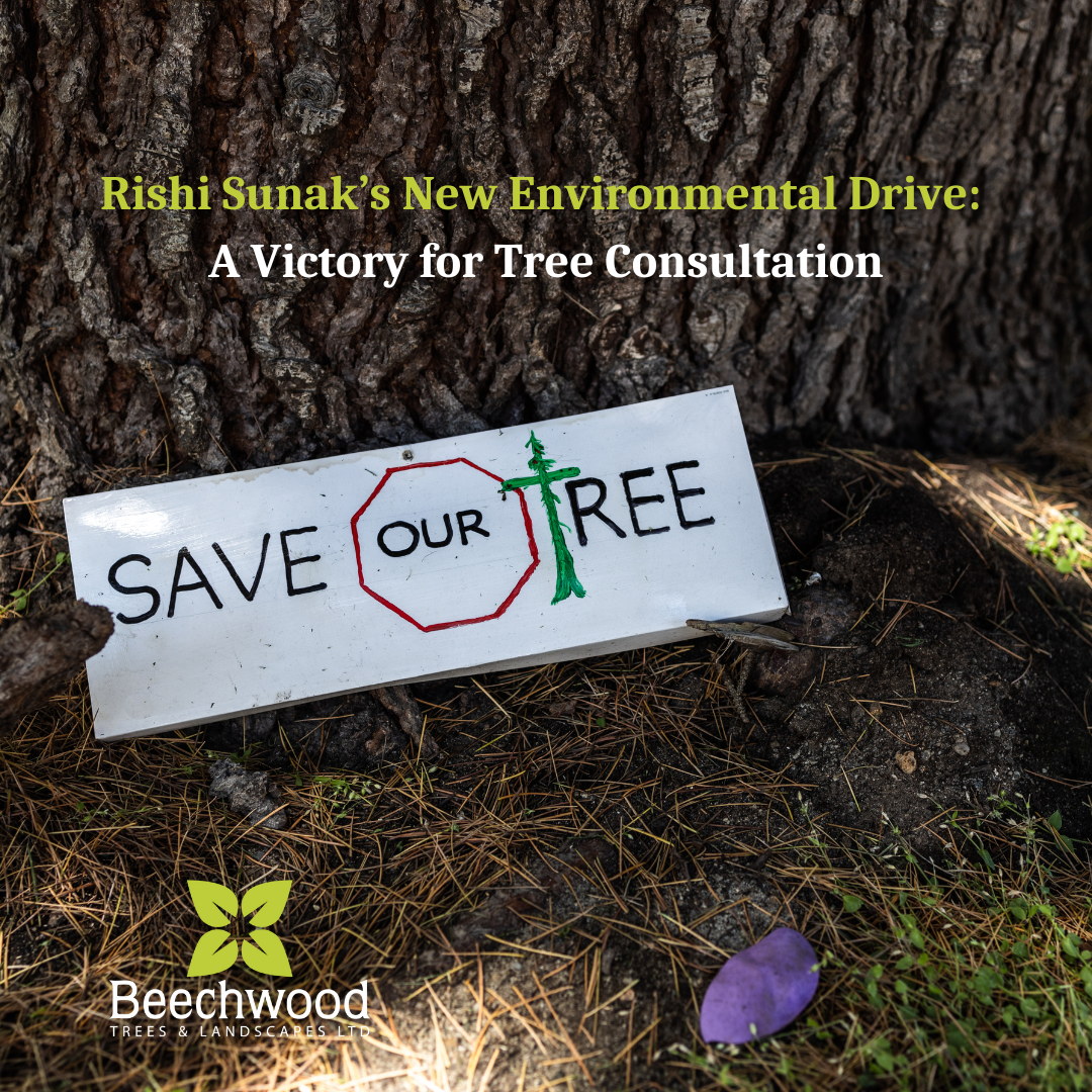 Rishi Sunak’s New Environmental Drive: A Victory for Tree Consultation ...