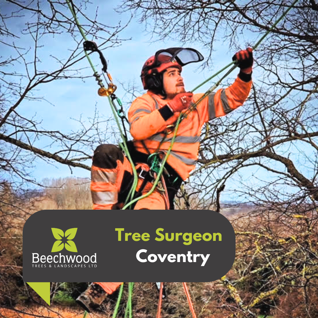 Choosing a Tree Care Company in Coventry. — Beechwood Trees & Landscapes