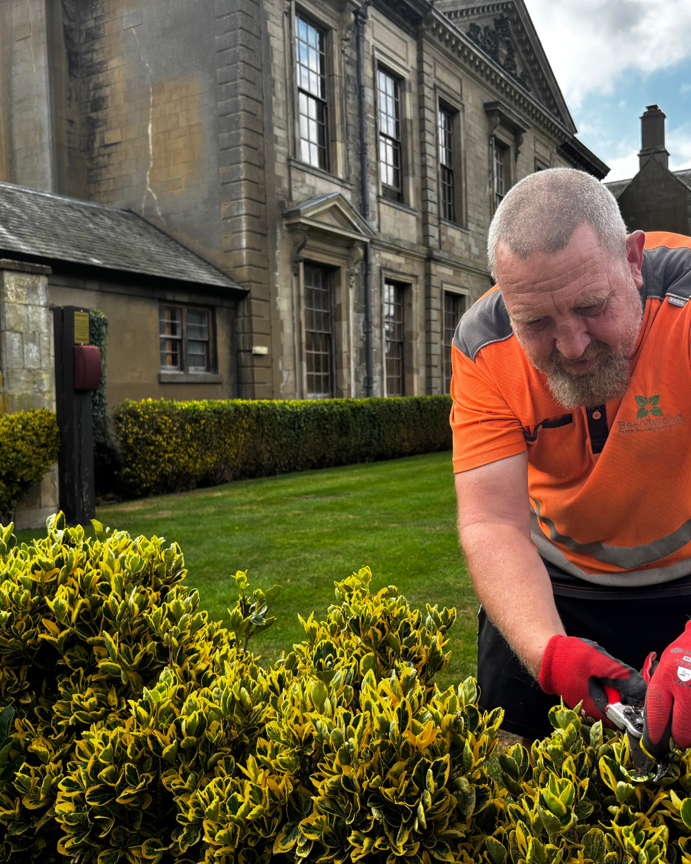 The Complete Guide to Hedge Cutting in Coventry — Beechwood Trees ...