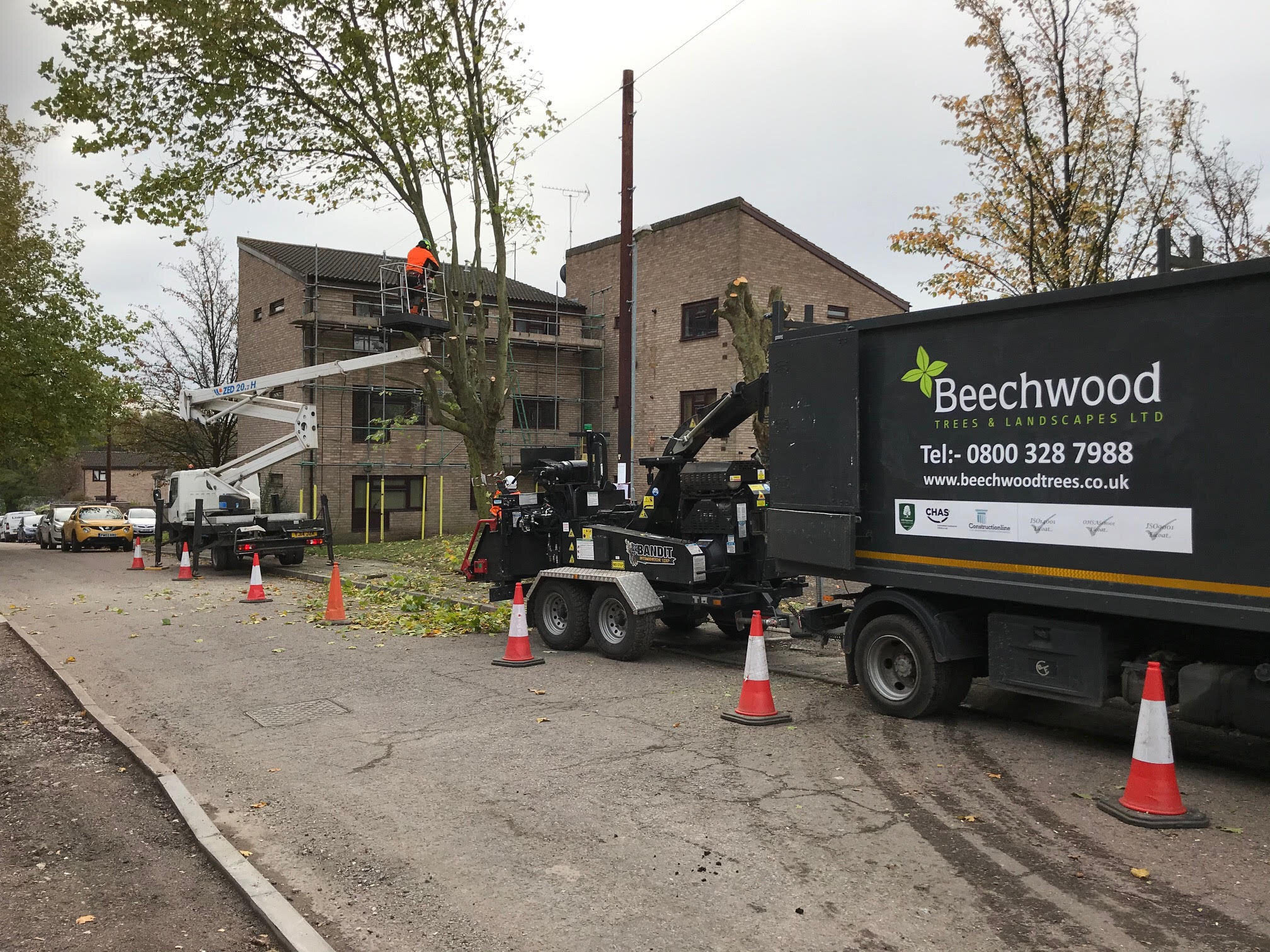 Beechwood Trees | Professional Tree Surgeons