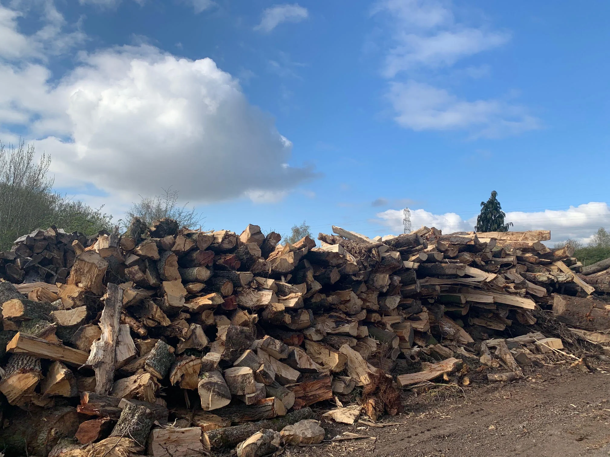 A look into biomass. — Beechwood Trees & Landscapes