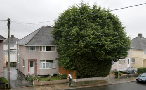 Can I force a neighbour to cut back their trees or hedges? — Beechwood ...