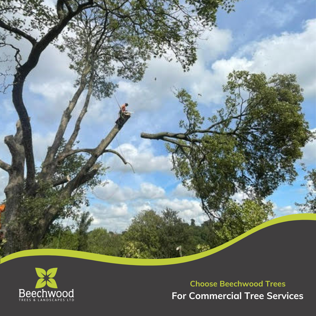 Commercial Tree Services — Beechwood Trees & Landscapes