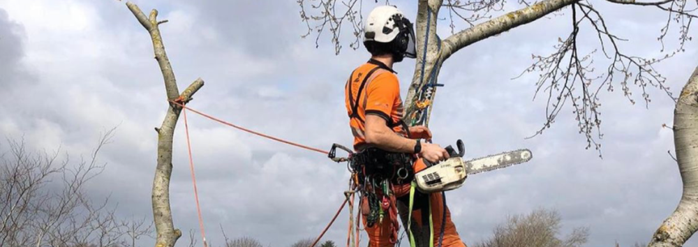 Tree Surgeon | Beechwood Trees — Beechwood Trees & Landscapes