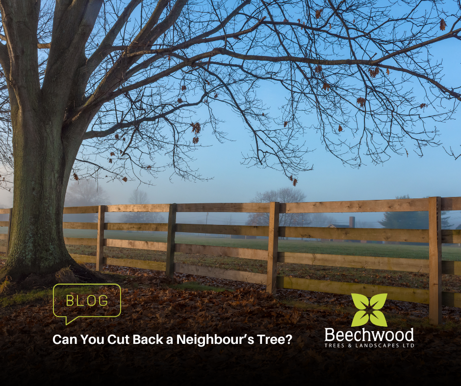 🌳 Can You Cut Back a Neighbour’s Tree? — Beechwood Trees & Landscapes