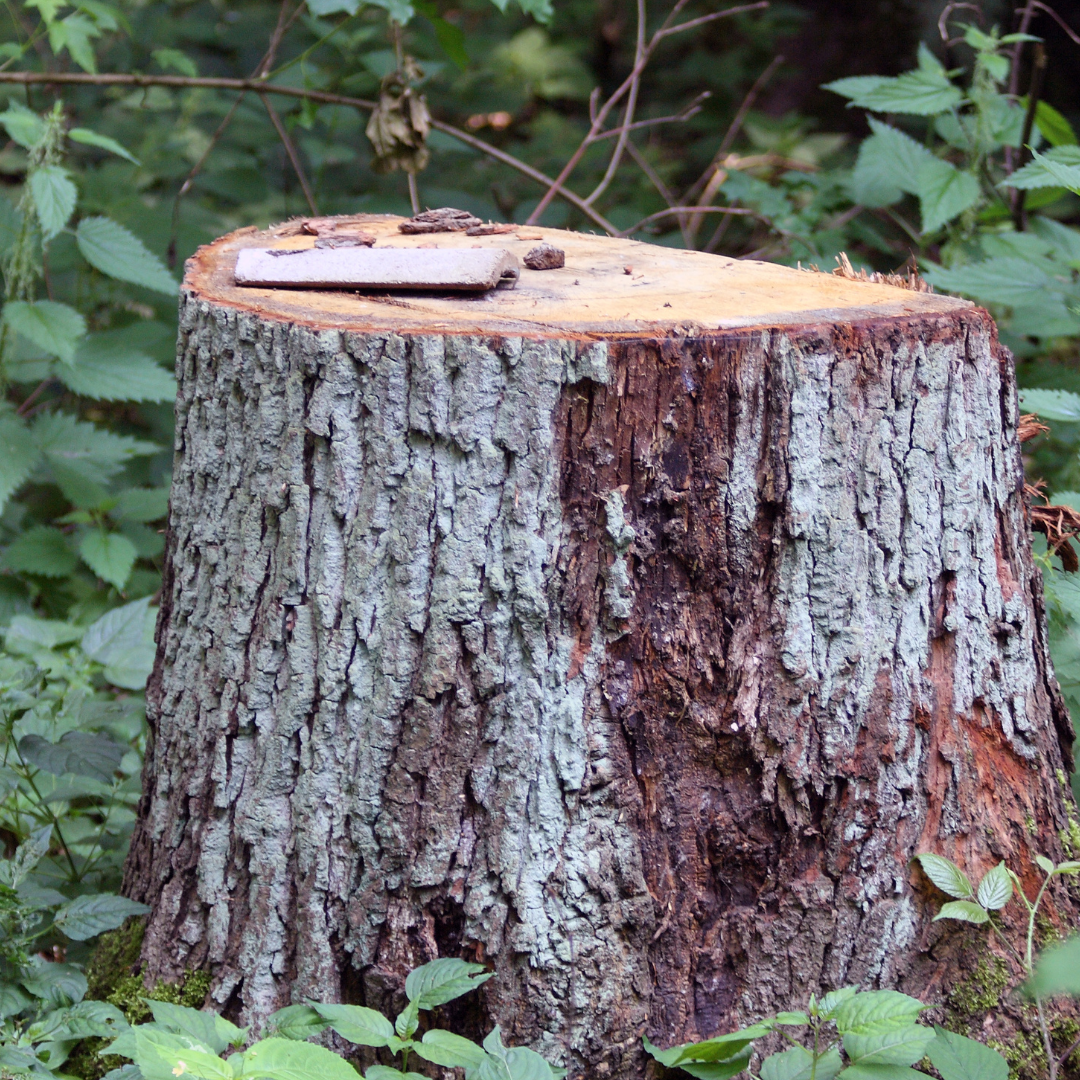 How to Kill and Remove a Tree Stump in the UK — Beechwood Trees ...