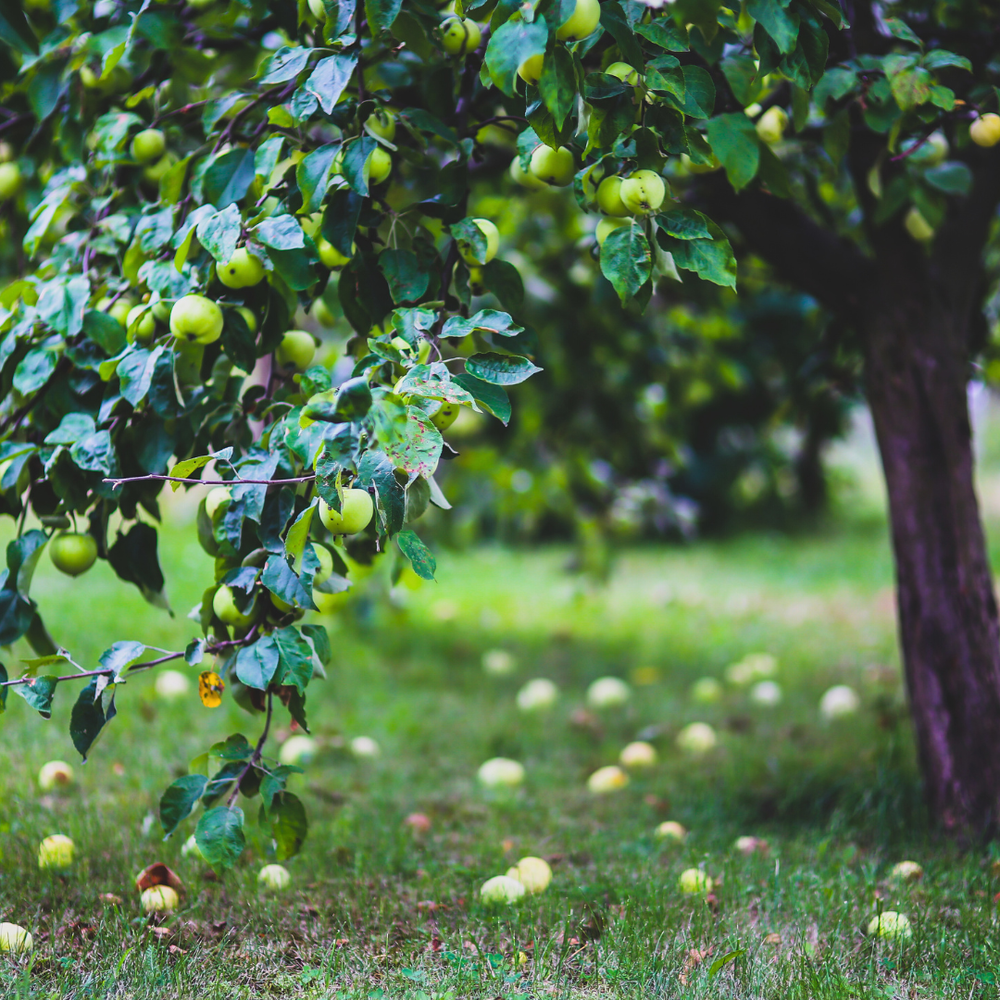 What to Do When Your Apple Tree Falls Over — Beechwood Trees & Landscapes