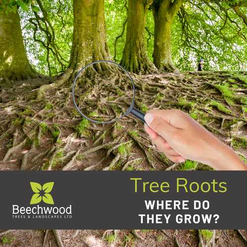 Where do tree roots grow? — Beechwood Trees & Landscapes