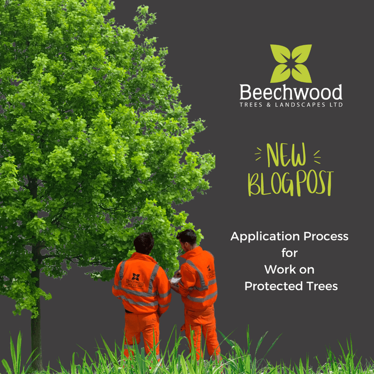Understanding the Application Process for Work on Protected Trees ...