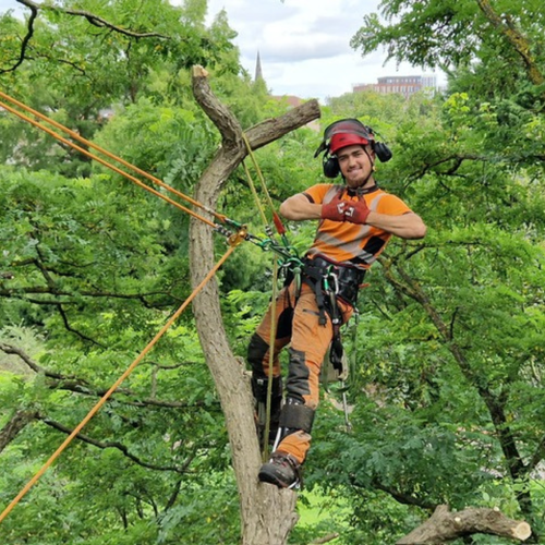 What is a Tree Surgeon? — Beechwood Trees & Landscapes
