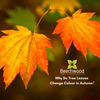 Why Do Tree Leaves Change Colour in Autumn? — Beechwood Trees & Landscapes