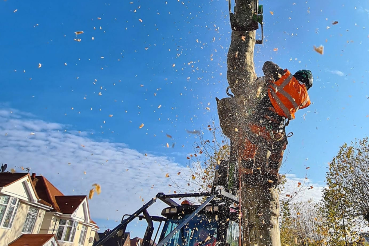 Commercial Tree Surgery — Beechwood Trees & Landscapes