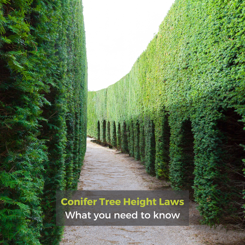 Conifer Tree Height Laws In The Uk What You Need To Know — Beechwood Trees And Landscapes