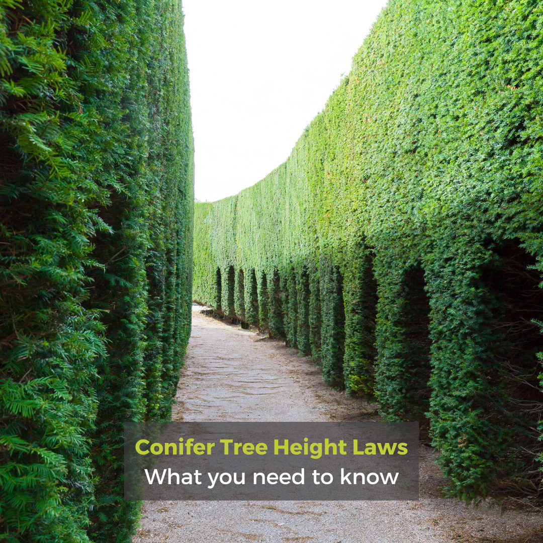 Conifer Tree Height Laws in the UK: What You Need to Know — Beechwood ...