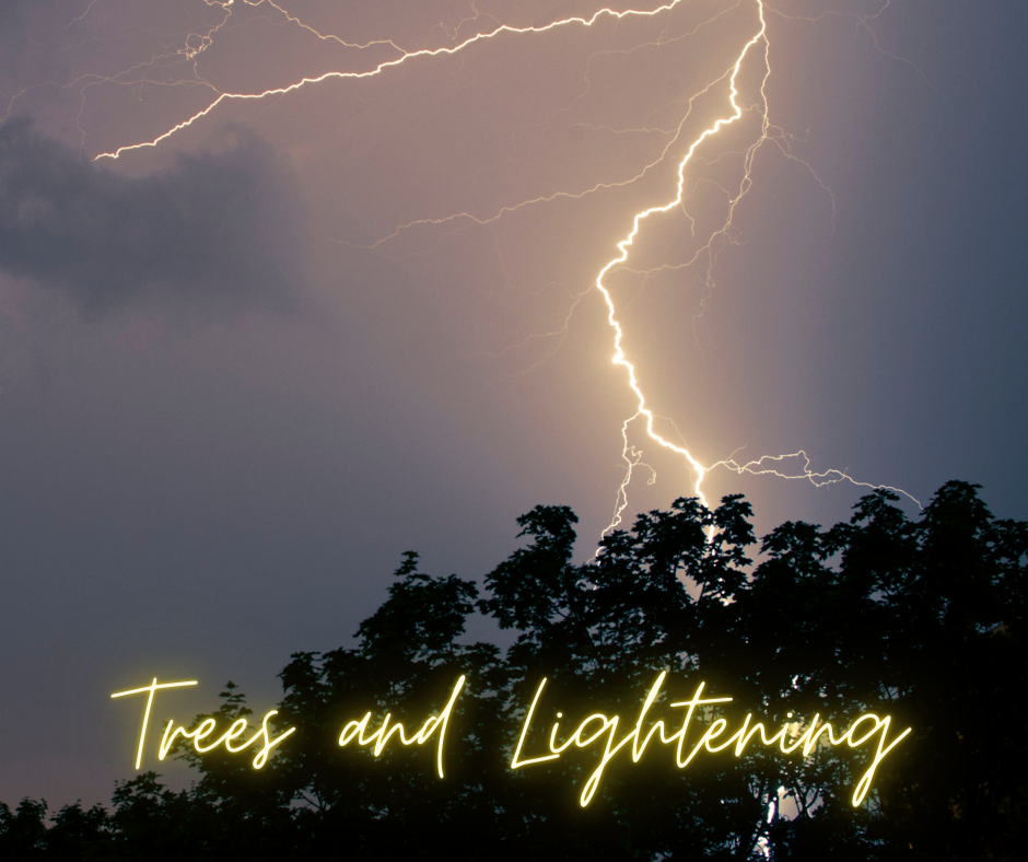 Trees Struck by Lightening — Beechwood Trees & Landscapes