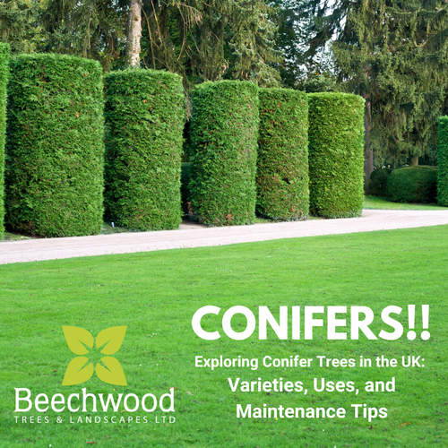 Conifer Trees! — Beechwood Trees & Landscapes