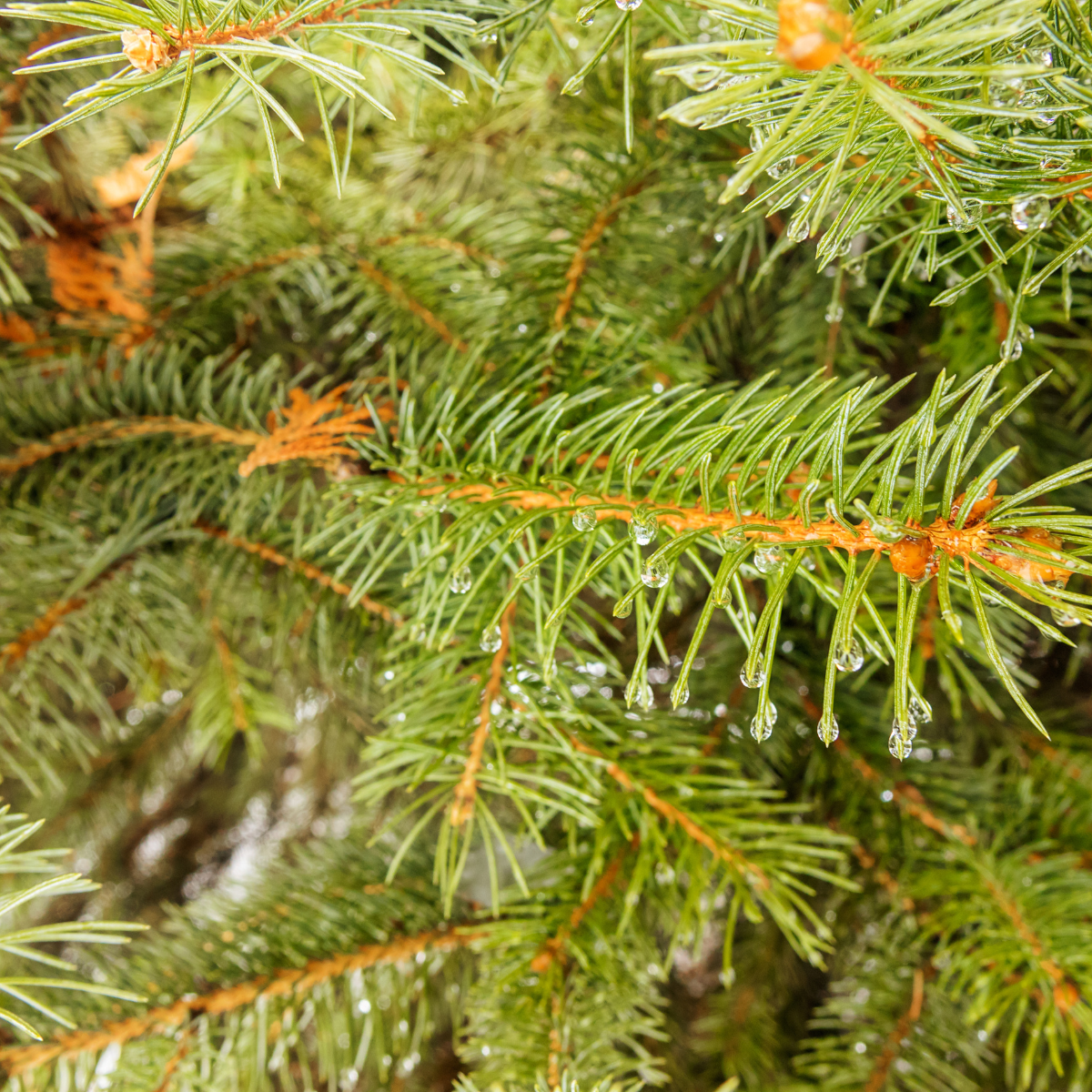 How Tall Do Conifer Trees Grow? — Beechwood Trees & Landscapes