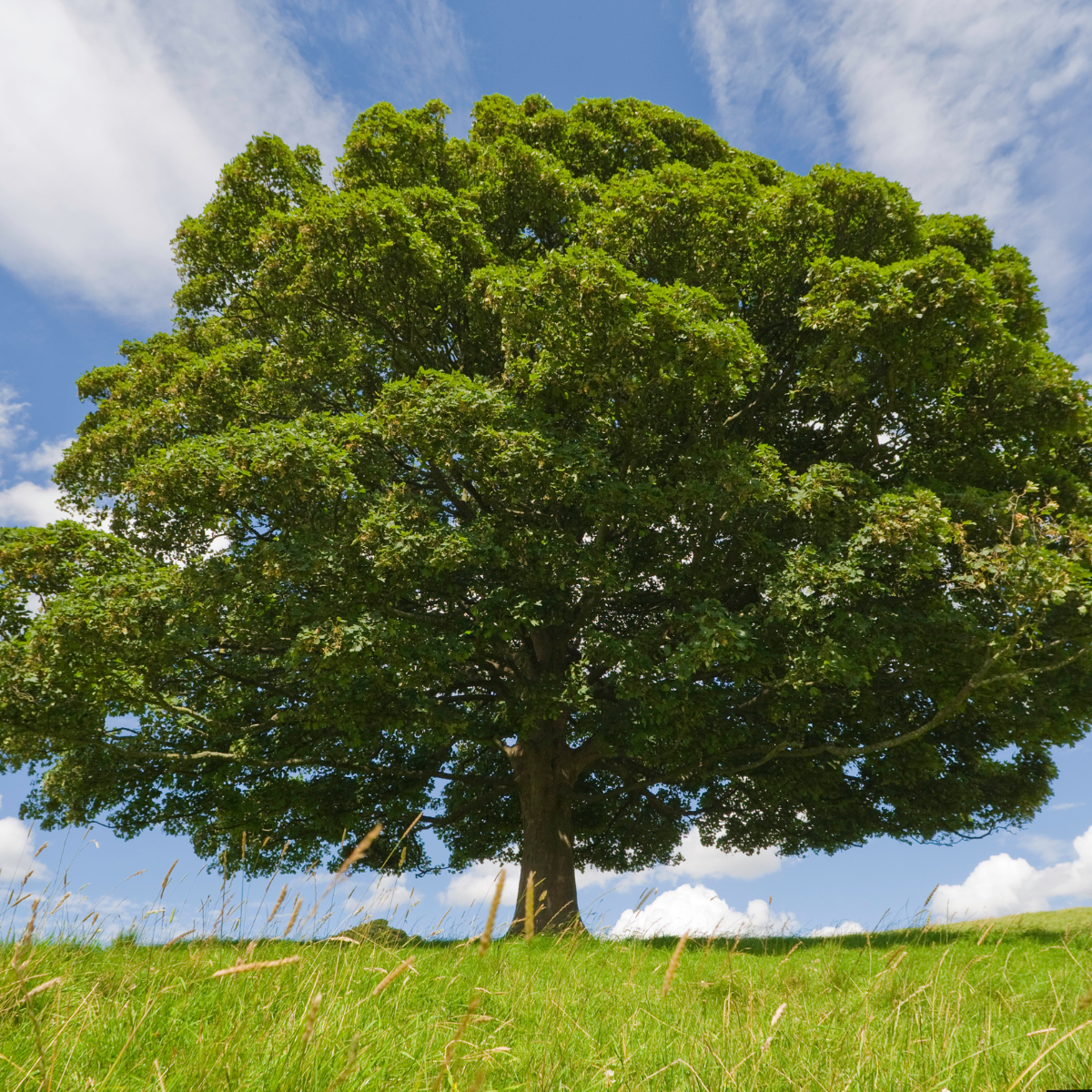 🌳 The Life of a Tree — Beechwood Trees & Landscapes
