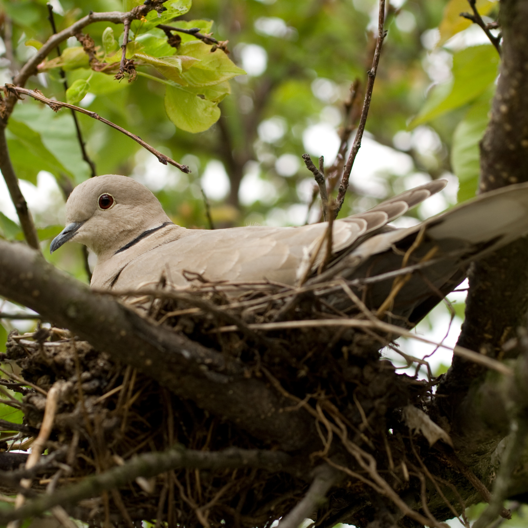 What Happens if There Are Nesting Birds on Your Project? — Beechwood ...