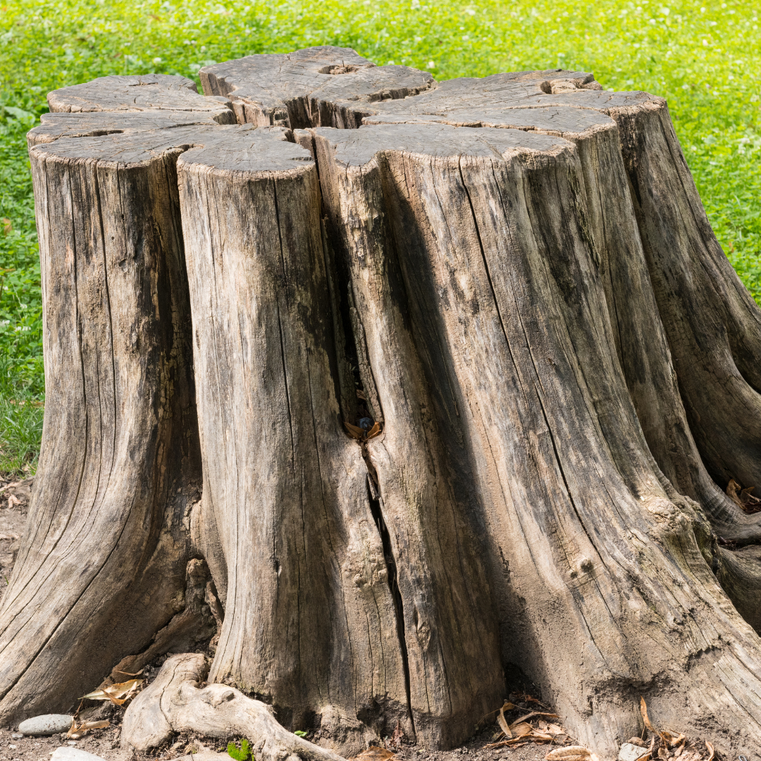 How to Kill and Remove a Tree Stump in the UK — Beechwood Trees ...