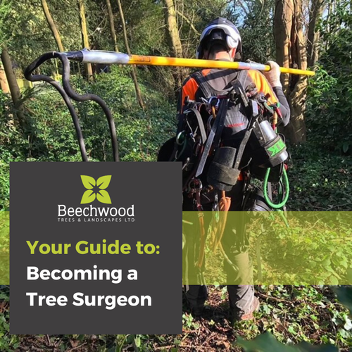 Branching Out: Your Guide to Becoming a Tree Surgeon — Beechwood Trees ...